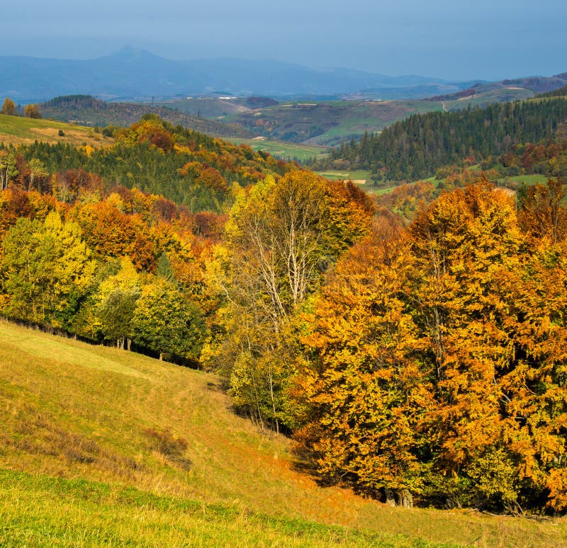 The Mixed Forest is in Mountains Stock Photo - Image of leafy, stump ...