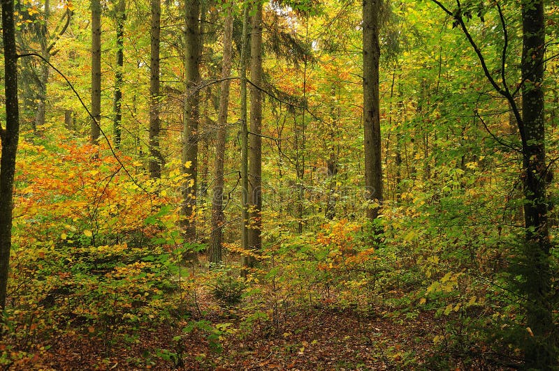 Mixed Forest on October Morning Stock Image - Image of germany, tree ...