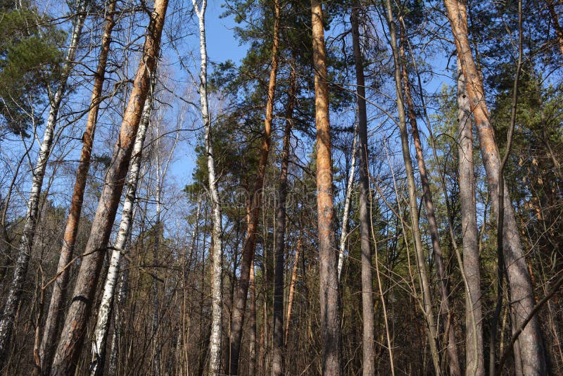 Mixed Forest with Pine and Birch Trees in Spring Stock Image - Image of ...