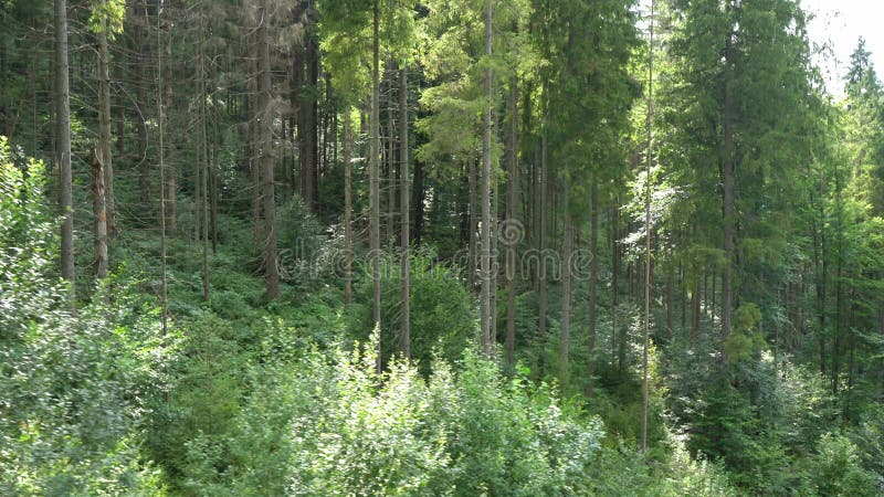 Mixed Forest. Pine and Deciduous Trees. Coniferous Trees Stock Video ... Mixed Forest. Pine and Deciduous Trees. Coniferous Trees Stock Video ...