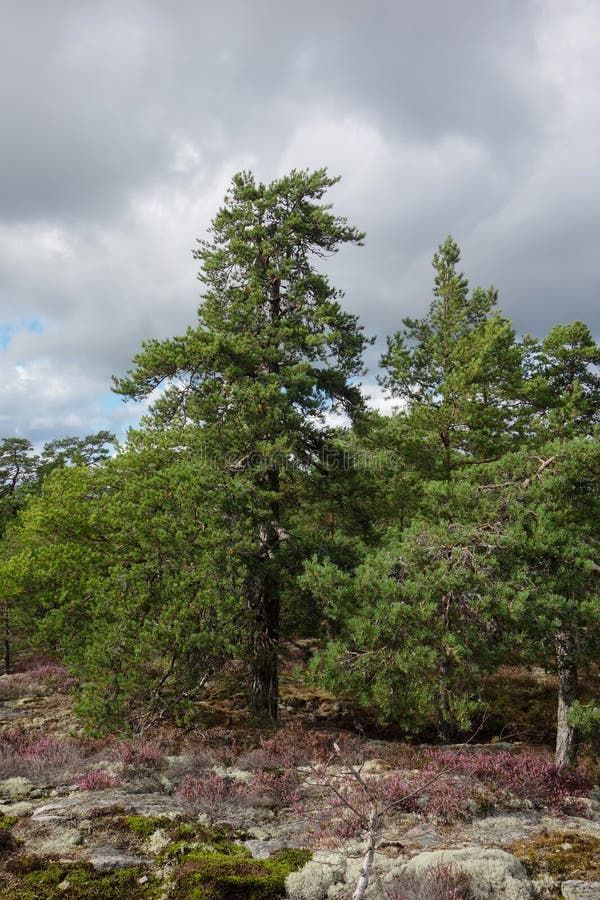 Mixed Forest in Rugged Terrain Stock Image - Image of landscape, wood ...