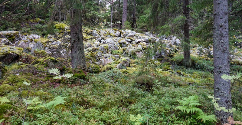 Mixed Forest in Rugged Terrain Stock Image - Image of summer, stones ...