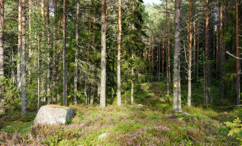 Mixed Forest in Rugged Terrain Stock Photo - Image of rock, woods ...