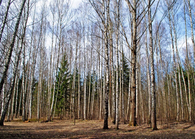 Mixed forest in spring day stock photo. Image of landscape - 128777284