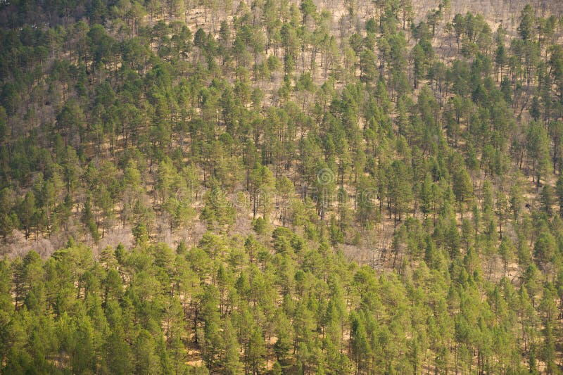 Mixed Forest. Spring in the Mountains. Background. Stock Image - Image ...