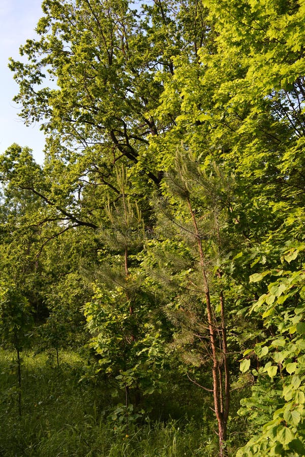 Mixed Forest in Spring. Young Pine Trees on a Background of Maple and ...