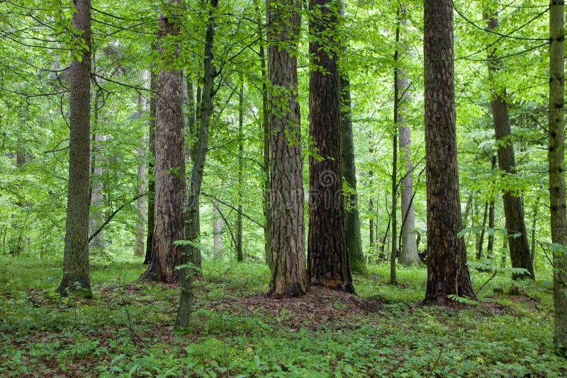 Mixed Forest at Springtime Morning Stock Photo - Image of resources ...
