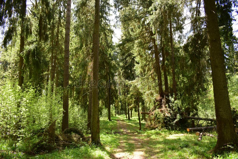 Mixed Forest, Spruce, Pine, Deciduous Trees. Forest Road. Green Grass ...
