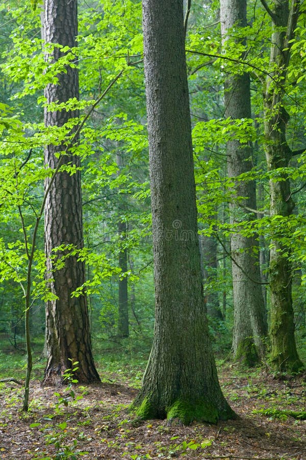 Mixed Forest at Summer Dawn Stock Photo - Image of green, deciduous ...