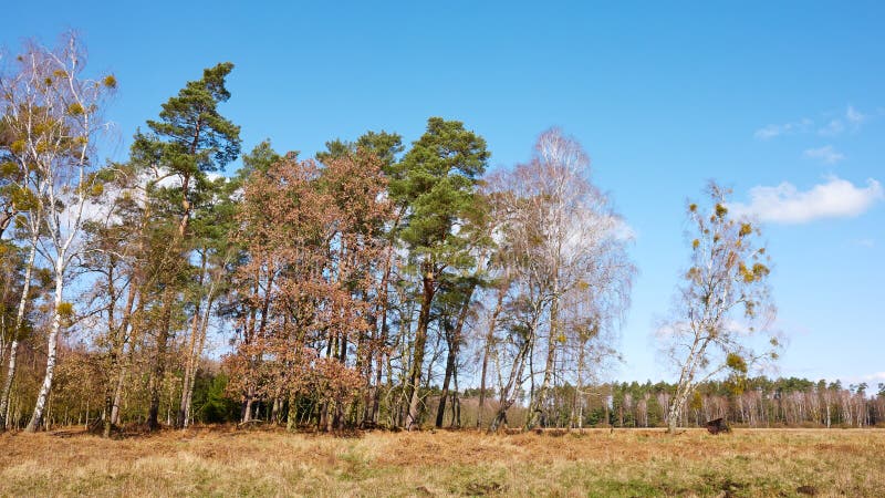 Mixed Forest on a Sunny Spring Day Stock Image - Image of season, mixed ...