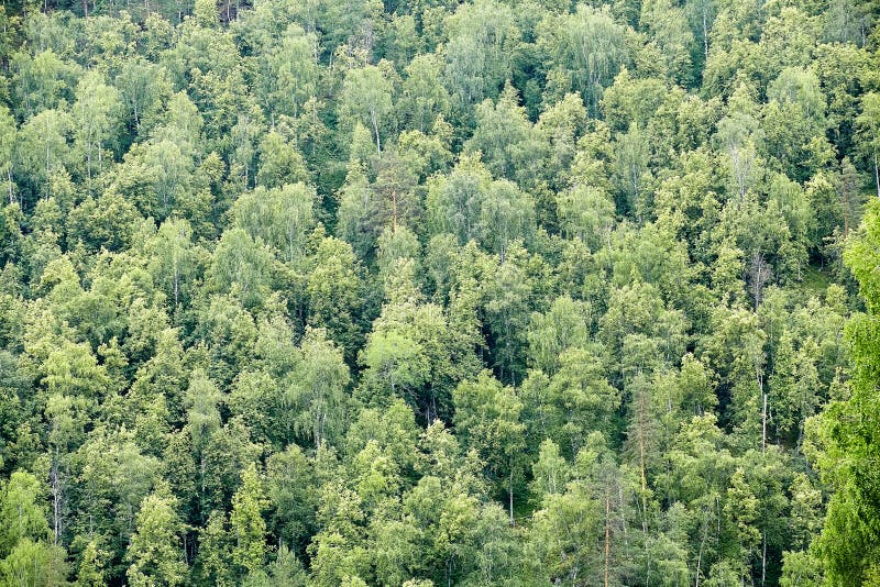 Mixed Forest Texture for Background Stock Photo - Image of land ...