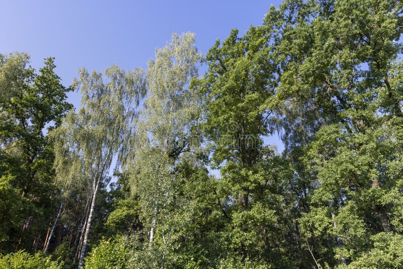 Mixed Forest with Trees of Different Species in the Summer Season Stock ...