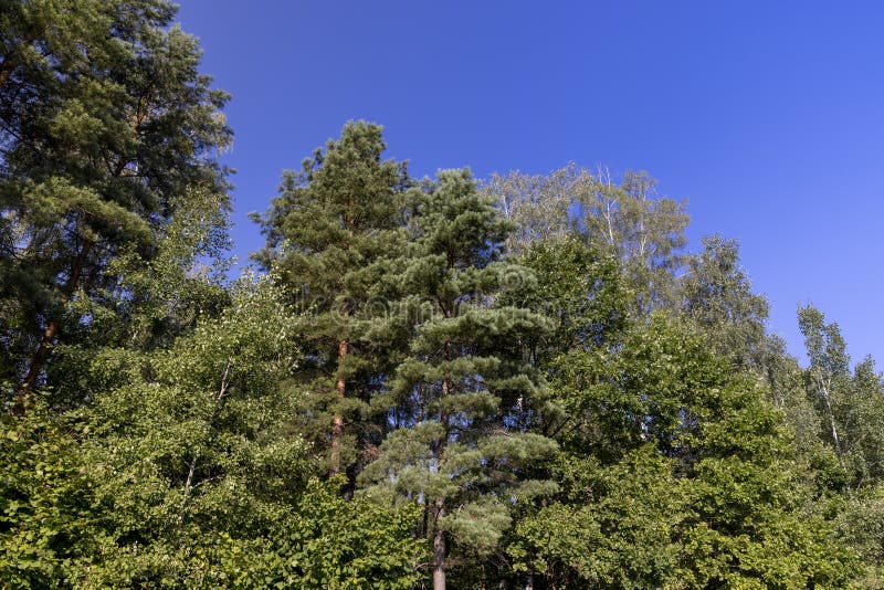 Mixed Forest with Trees of Different Species in the Summer Season Stock ...