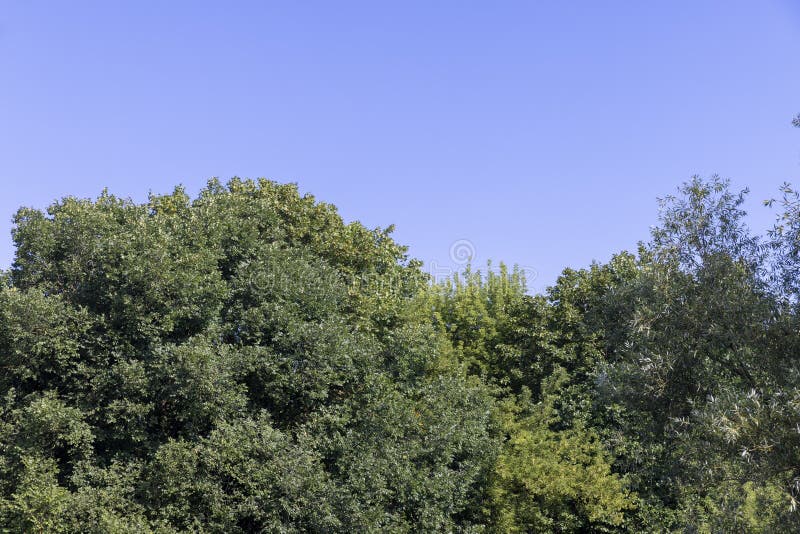 Mixed Forest with Trees of Different Species in the Summer Season Stock ...