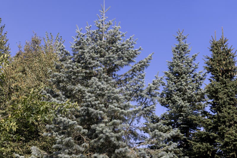 Mixed Forest with Trees of Different Species in the Summer Season Stock ...