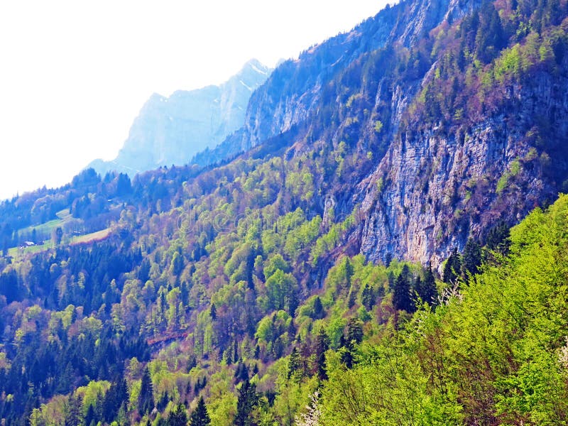 Mixed Forests with Deciduous and Evergreen Trees in Early Spring on the ...