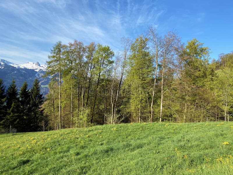 Mixed Forests with Deciduous and Evergreen Trees in Early Spring on the ...