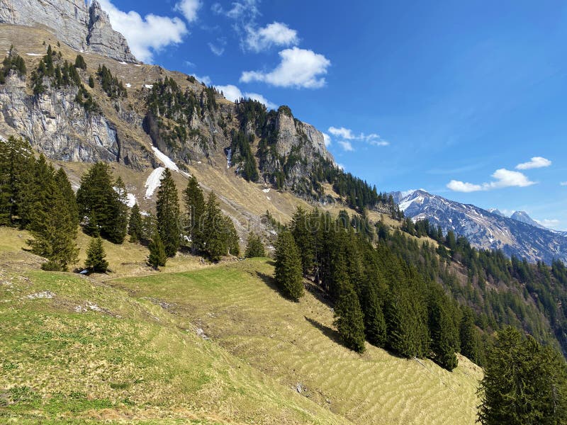 Mixed Forests with Deciduous and Evergreen Trees in Early Spring on the ...