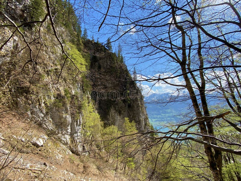 Mixed Forests with Deciduous and Evergreen Trees in Early Spring on the ...