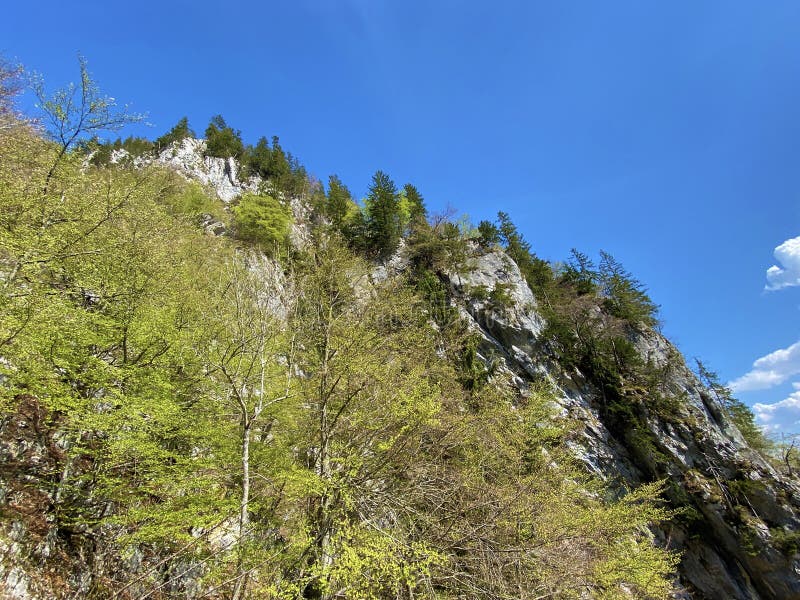 Mixed Forests with Deciduous and Evergreen Trees in Early Spring on the ...