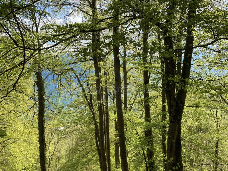 Mixed Forests with Deciduous and Evergreen Trees in Early Spring on the ...