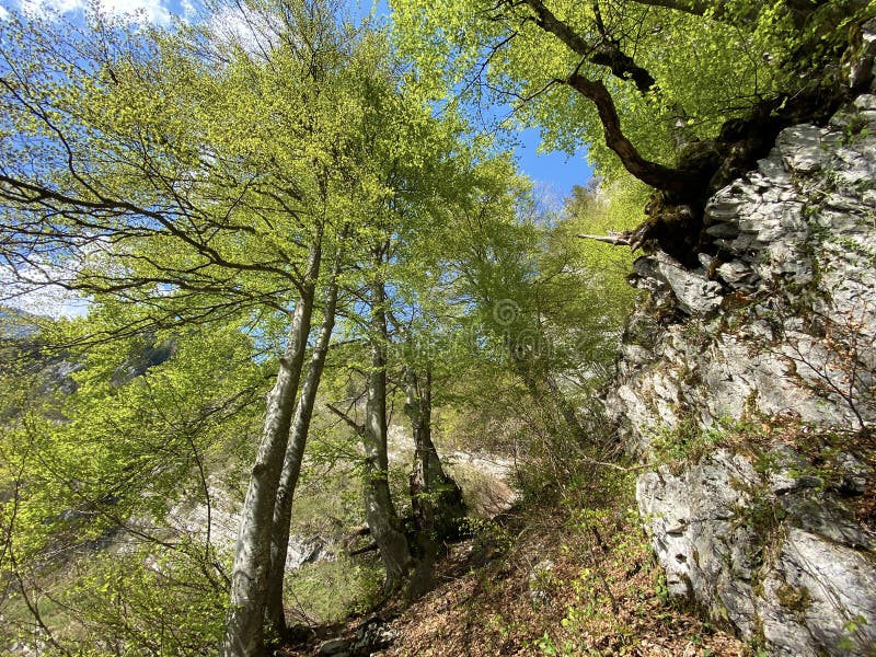Mixed Forests with Deciduous and Evergreen Trees in Early Spring on the ...