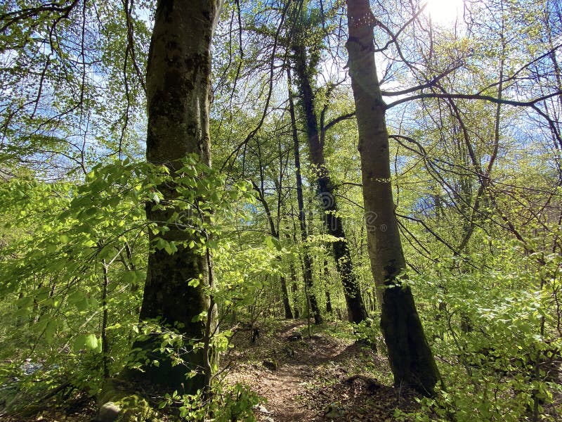 Mixed Forests with Deciduous and Evergreen Trees in Early Spring on the ...