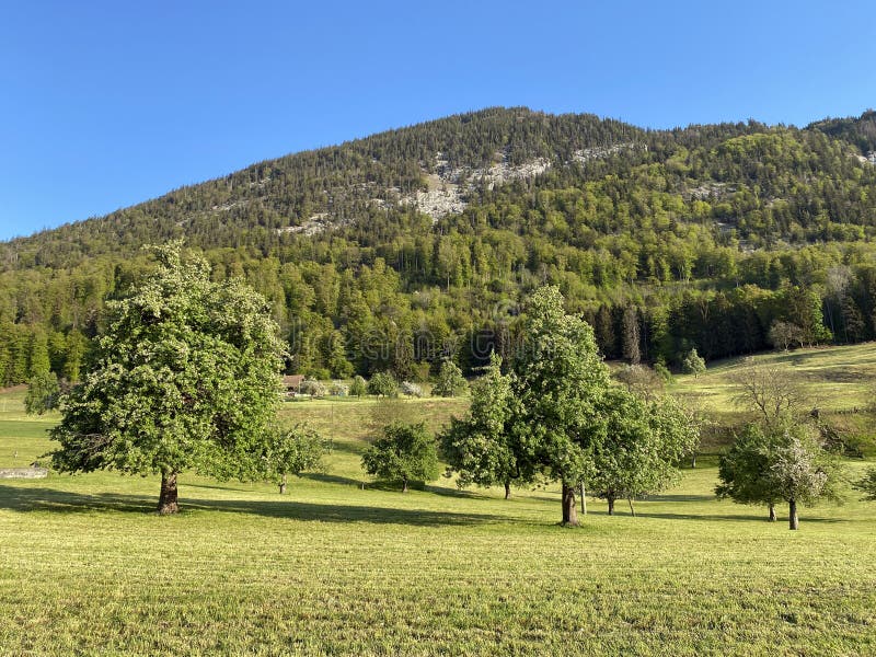 Mixed Forests with Deciduous and Evergreen Trees on the Slopes of the ...