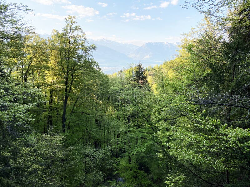 Mixed Forests with Deciduous and Evergreen Trees on the Slopes of the ...