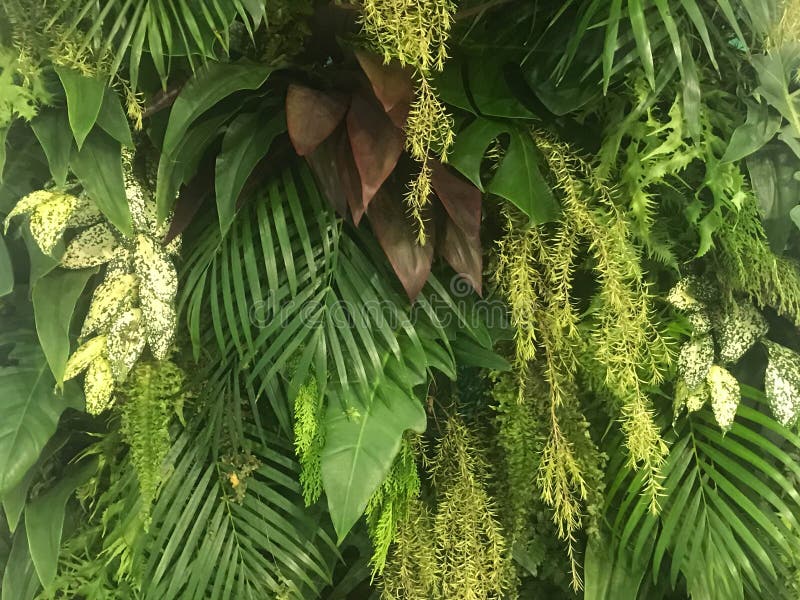 Mixed Fresh Real Leaves Decorated on Wall for Background and Texture ...