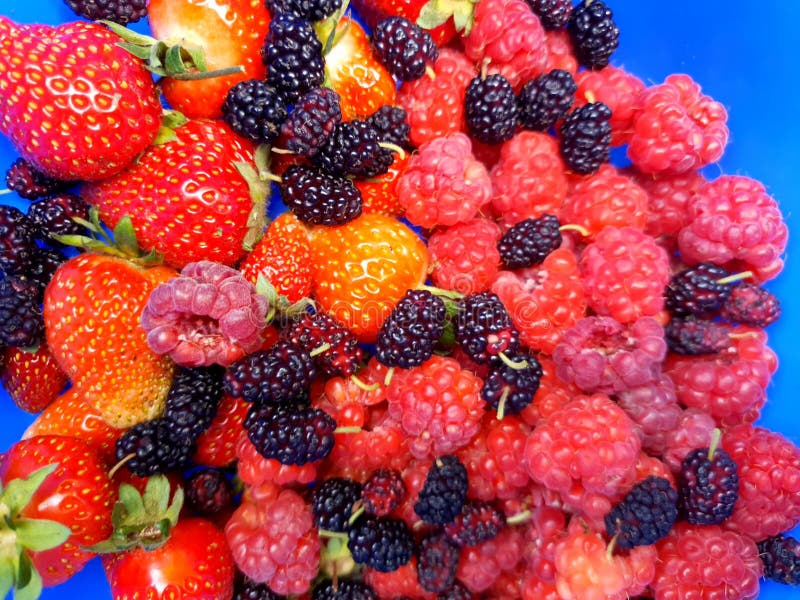 Mixed fruits stock photo. Image of dairy, vegetable - 232111582