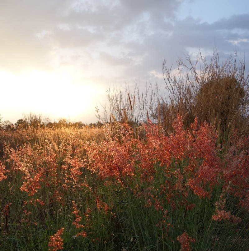 Mixed Grasses with Sunset Background Stock Image - Image of weeds ...