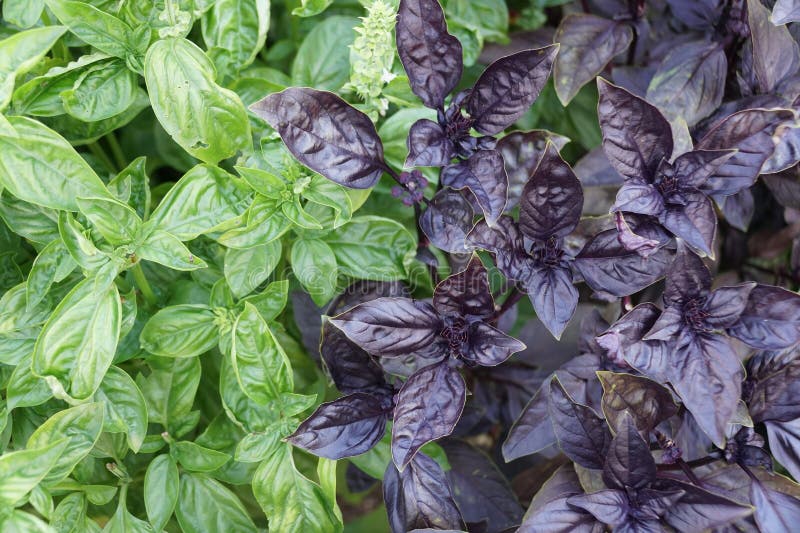 A Mixed of Green and Dark Purple Basil Stock Image - Image of source ...