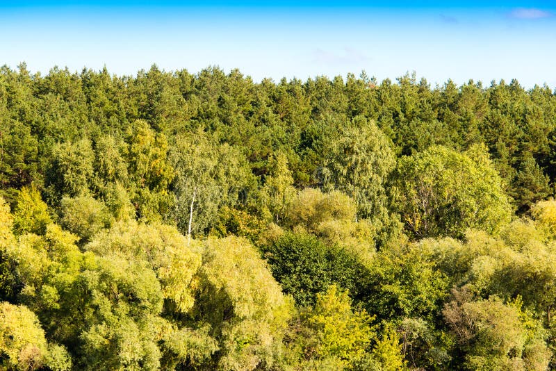 Mixed Green Forest on Nature in Summer Stock Image - Image of spring ...