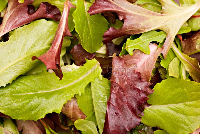 Lettuce - Mixed Baby Leaves Stock Image - Image of salad, lettuce: 22883583