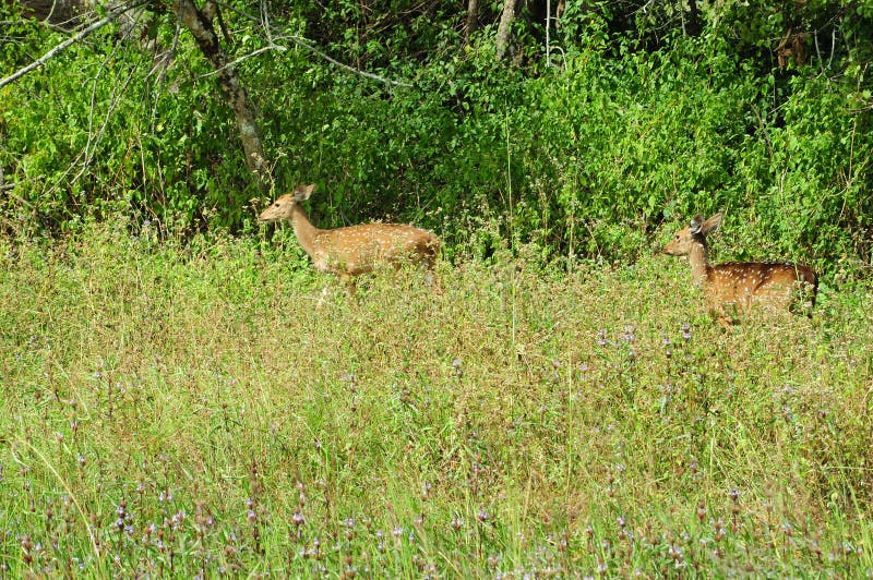 Mixed Group of Roe Deer in Grassland Environment Stock Image - Image of ...