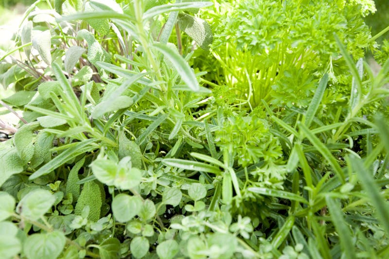Mixed herbs stock image. Image of sage, flavoring, stems - 14484449