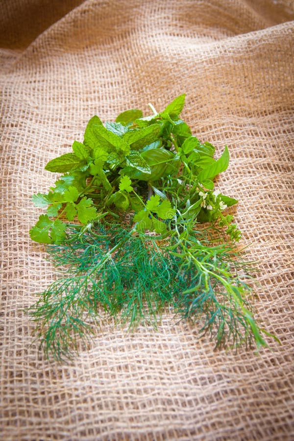 Mixed Herbs Dill Cilantro Mint Basil Tarragon Rosemary Stock Photos ...