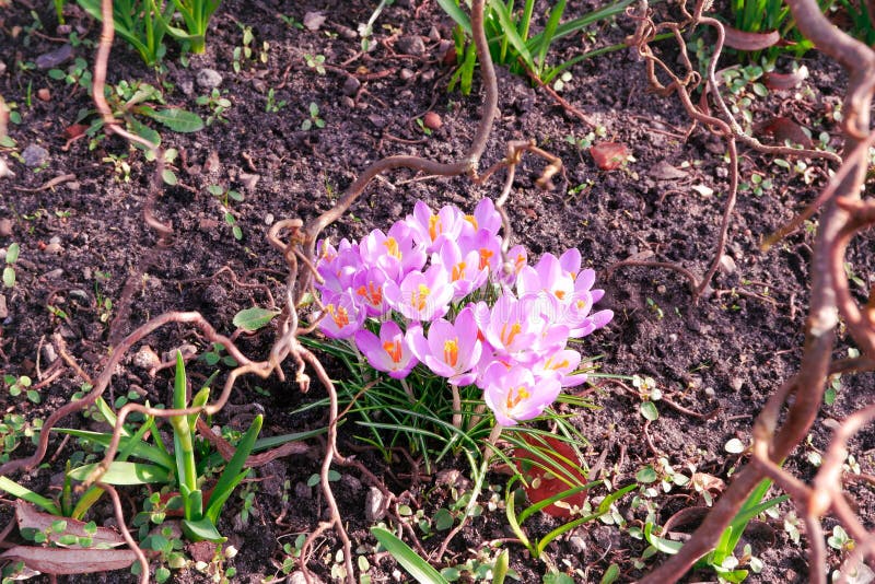 Mixed Hybrid Crocus Flowering in the Early Spring Garden Stock Image ...