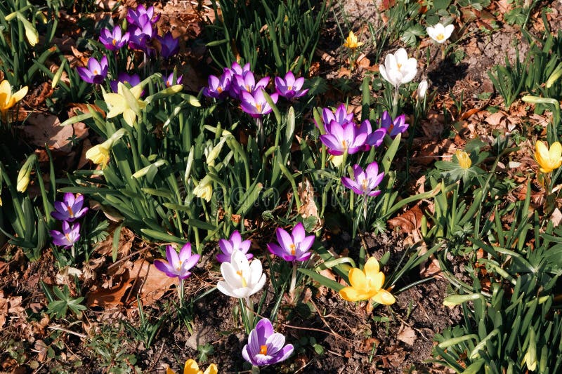 Mixed Hybrid Crocus Flowering in the Early Spring Garden Stock Image ...
