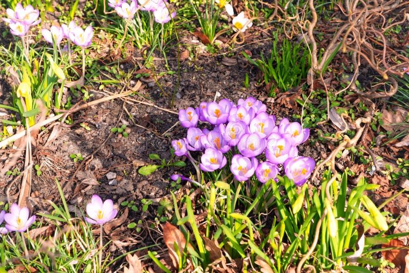 Mixed Hybrid Crocus Flowering in the Early Spring Garden Stock Photo ...