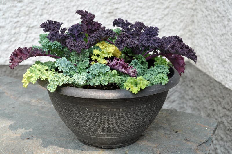 Mixed Kale Planter Bowl stock image. Image of purple - 88677553