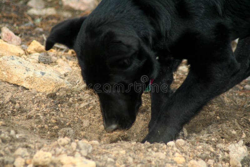 Mixed Lab Digging a hole stock photo. Image of breed - 98655576