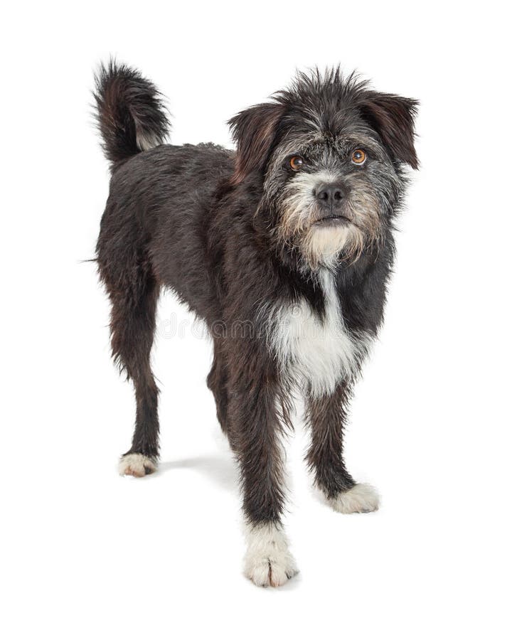 Mixed Large Black Terrier Scruffy Dog Stock Image - Image of lhasa ...