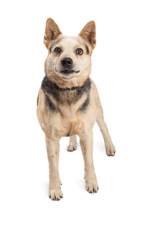 Handsome Mixed Large Breed Dog Laying Stock Photo - Image of relaxed ...