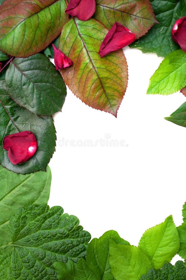 Mixed leaf salad stock image. Image of plant, leaves - 176888955