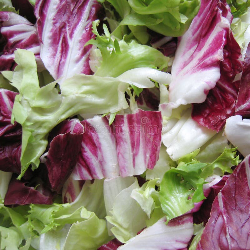 Mixed lettuce closeup stock image. Image of ingredients - 107992397