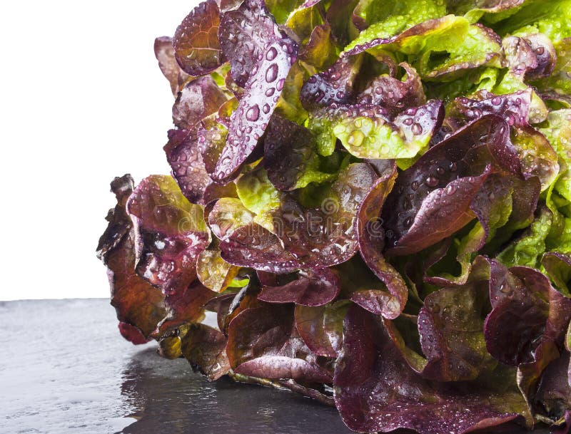 Mixed lettuce leaves stock photo. Image of leaves, grow - 42373440