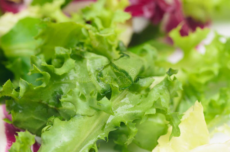 Mixed lettuce salad stock image. Image of cuisine, healthy - 74588259