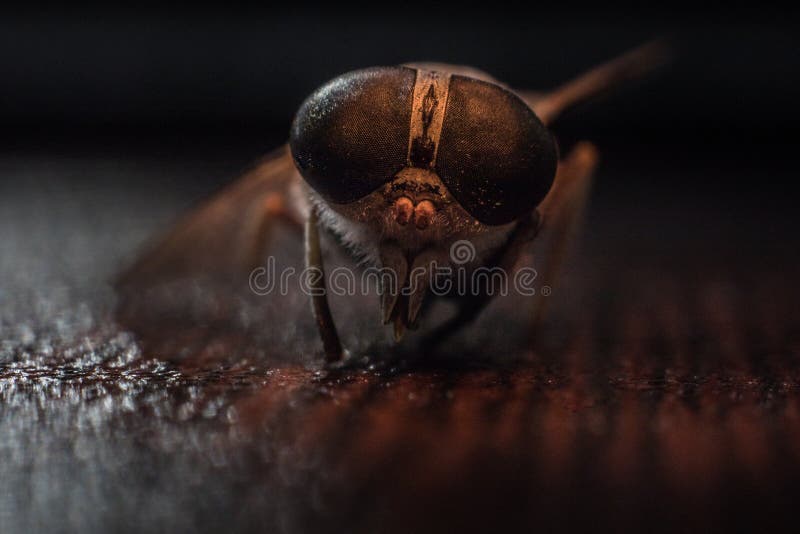 Mixed Light. Horsefly or Gadfly or Horse Fly Diptera Insect Macro ...
